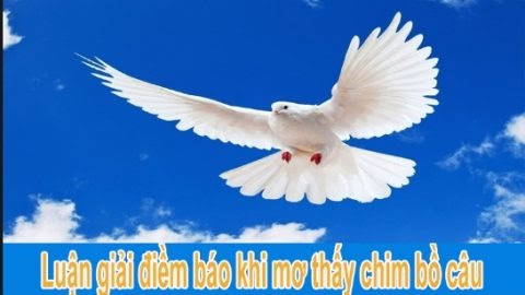 Nằm Mơ Thấy Chim Bồ Câu đánh đề Số Mấy? Giải Mã điềm Báo Giấc Mơ